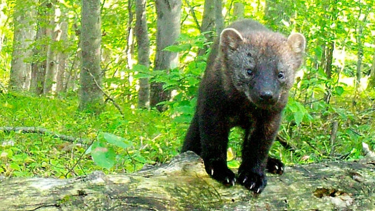 What do fishers eat? There’s one way to find out – Community College Daily
